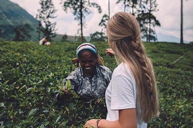 The Tea Hubs of Srilanka - Who Should Consider This Tour?