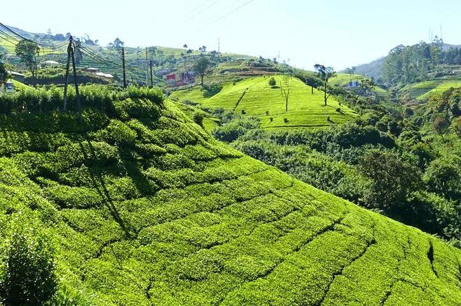 The Tea Hubs of Srilanka - Final Thoughts