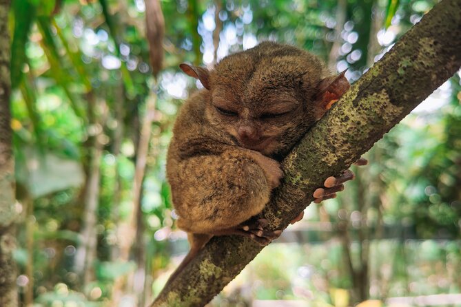 The tour of the must-see sites of Bohol - Authentic Experiences and Traveler Feedback