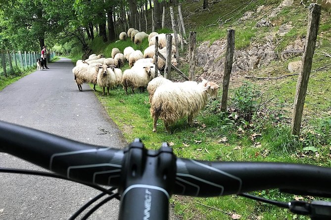 The Train Track Trail Mountain Bike Ride - Private Experience - Explore the Train Track Trail