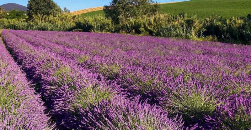 The Tuscan Lavender Field - Tour Inclusions