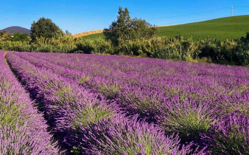 The Tuscan Lavender Field - Visiting the Medieval Village of Lari