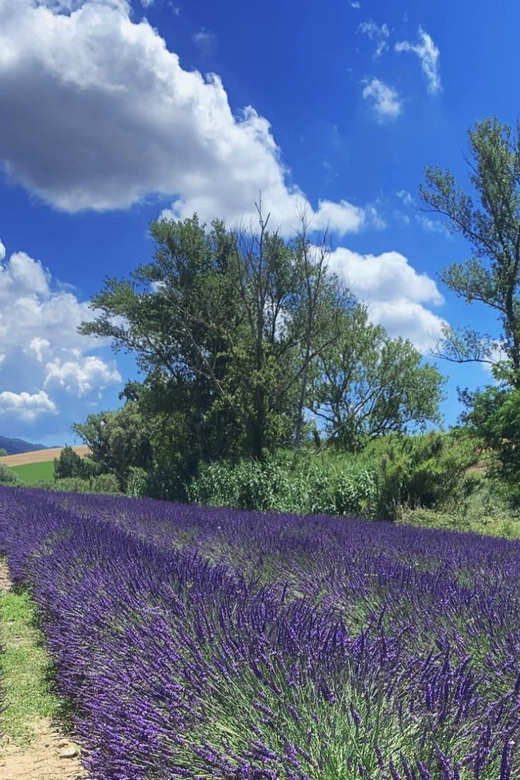 The Tuscan Lavender Field - Scenic Stops and Photographic Opportunities