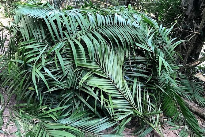 The Ultimate Hikers Choice - 5 days forest trek with homestay and camping - Third Day: Wildlife and Salt Licks