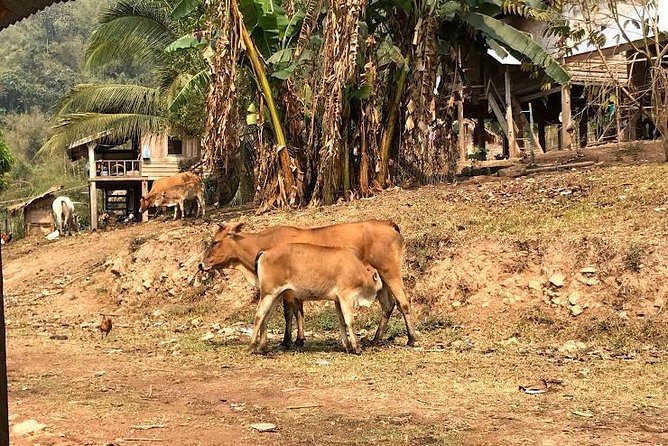 The Ultimate Hikers Choice - 5 days forest trek with homestay and camping - Fourth Day: Mountain Ridges and River Crossings