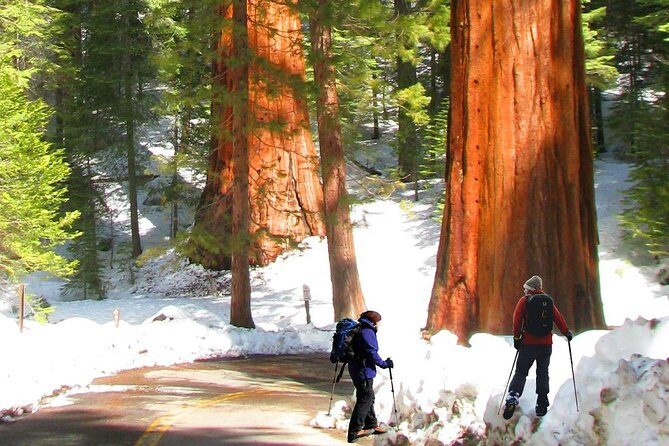 The Ultimate Yosemite National Park Full Experience- 5 Days Vacation Package - What Makes This Tour Stand Out?