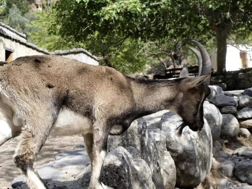 The Unique Tour of Samaria Gorge - FAQ
