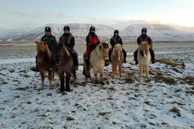 The Viking Horse Riding Experience in North Iceland - What to Expect During Your Ride