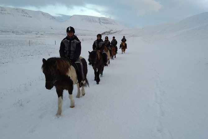 The Viking Horse Riding Experience in North Iceland - Meeting Point and Important Information