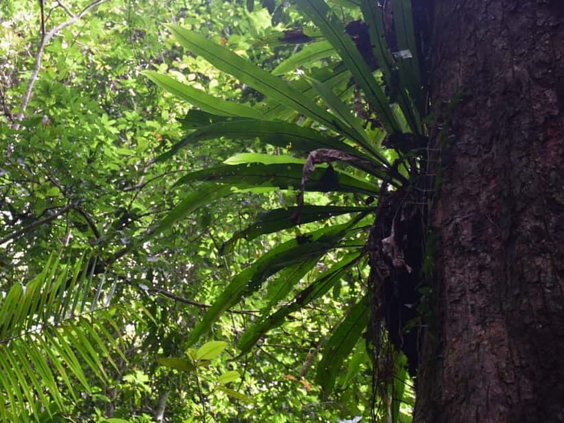 The Wilds: Khao Yai Trekking and Stargazing 2-Day Tour - Whats Included & What to Keep in Mind