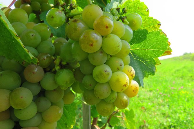 The wine route by bike - The Ride and Terrain