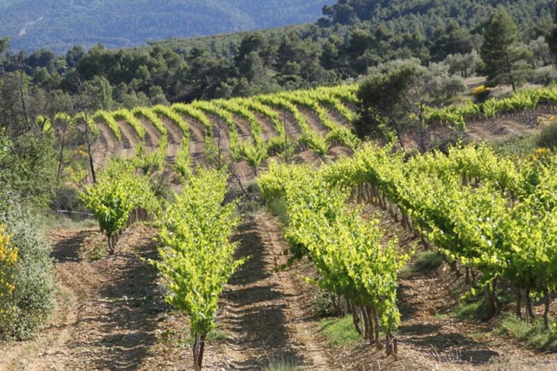 The wines of Provence.... a must to discover ! - Authentic Experiences and Viewer Feedback