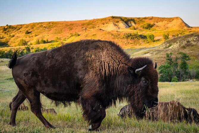Theodore Roosevelt National Park Self-Guided Audio Tour - The Sum Up