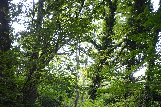 Thessaloniki to Naoussa, Wine Tasting Tour  Private Day Trip - The Sum Up: Is It the Right Choice?