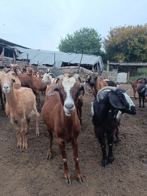 Thessaloniki: Visit a Farm and a traditional Village - FAQ