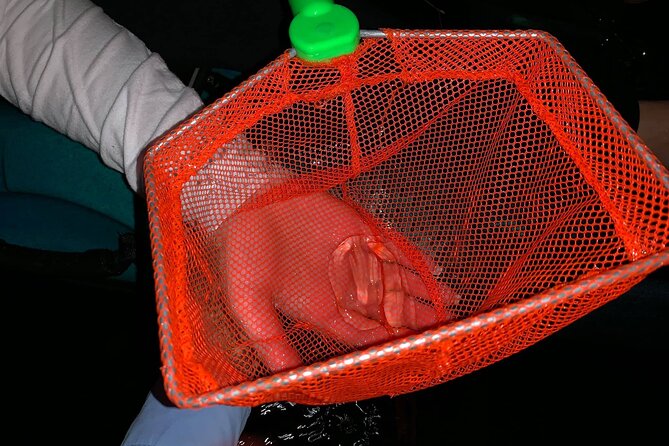 Thousand Islands Bioluminescent Kayak Tour With Cocoa Kayaking! - Addressing Concerns and Feedback