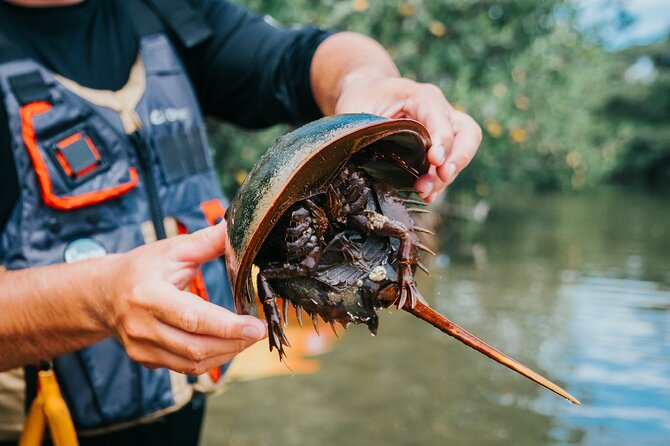 Thousand Islands Mangrove Tunnel Kayak Tour with Cocoa Kayaking! - Who Should Consider This Tour?