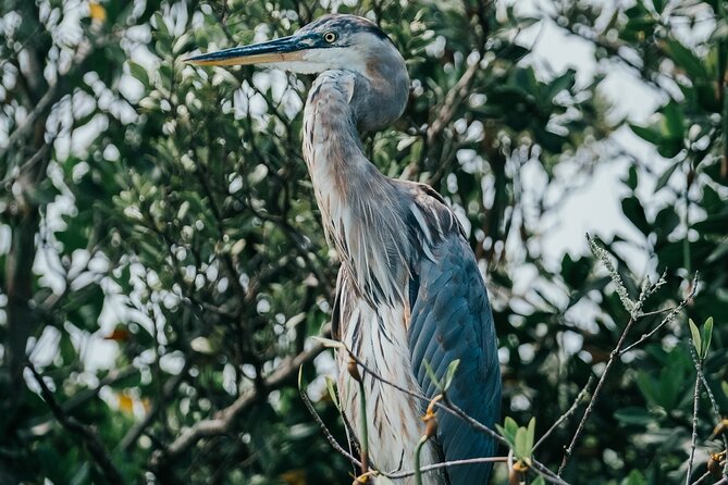 Thousand Islands Mangrove Tunnel Kayak Tour with Cocoa Kayaking! - Final Thoughts