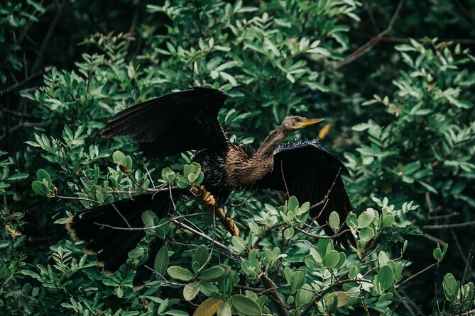 Thousand Islands Mangrove Tunnel Kayak Tour with Cocoa Kayaking! - FAQ Section