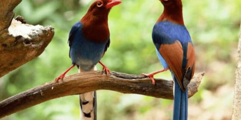 Three-Day Kitulgala Adventure Excursion - The Sum Up