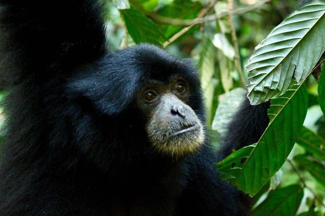 Three days orangutans adventure in Gunung Leuser - Key Points