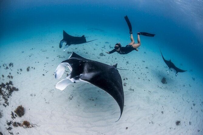 Three Islands Snorkeling (3 Spots) Manta Rays - From Lembongan - A Closer Look at the Tour Experience
