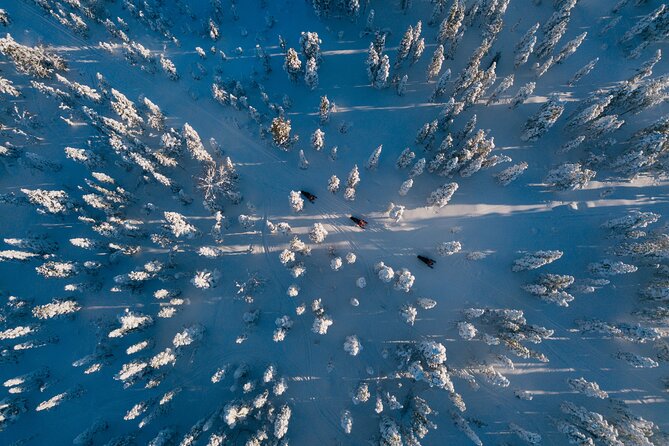 Thrill of Snowmobiling for Adults Only - Scenic Landscapes of Lapland