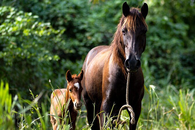 Thrilling farm adventure in Trelawny - Value and Practical Considerations