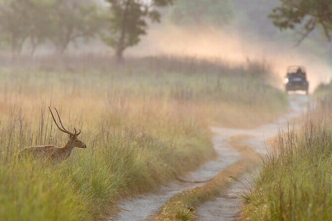 Thrilling Jeep Safari in Jim Corbett National Park with Guide - An In-Depth Look at the Safari Experience