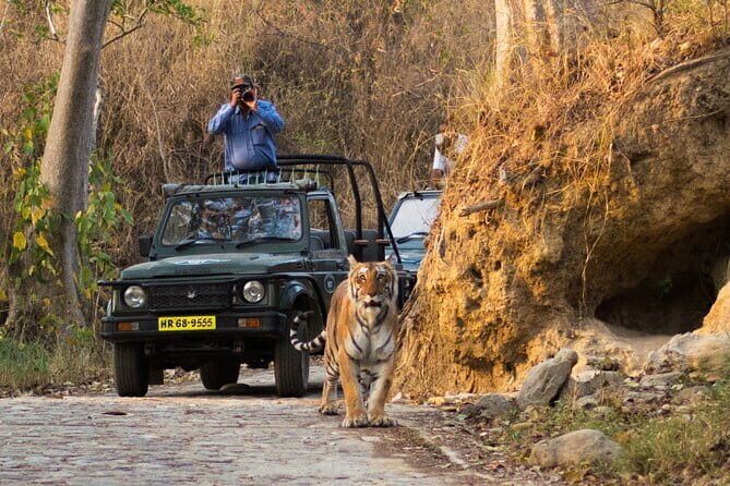 Thrilling Jeep Safari in Jim Corbett National Park with Guide - Who is This Tour Perfect For?