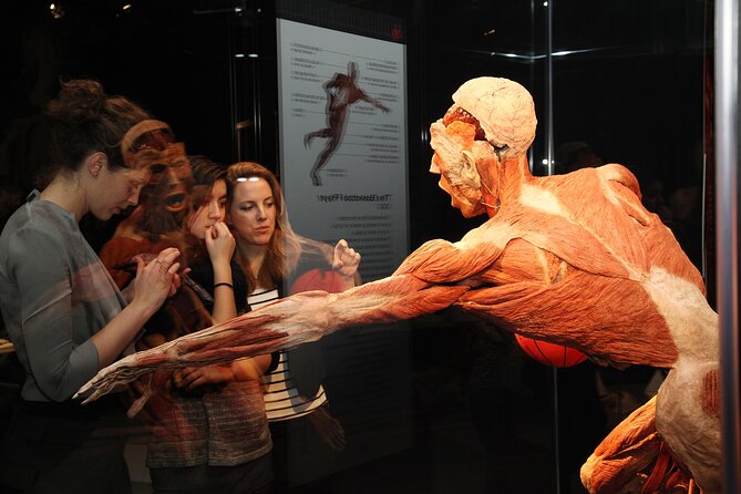 Ticket Expo Body Worlds in Bruges, Belgium - Exhibit Highlights