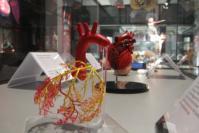 Ticket Expo Body Worlds in Bruges, Belgium - Educational Value