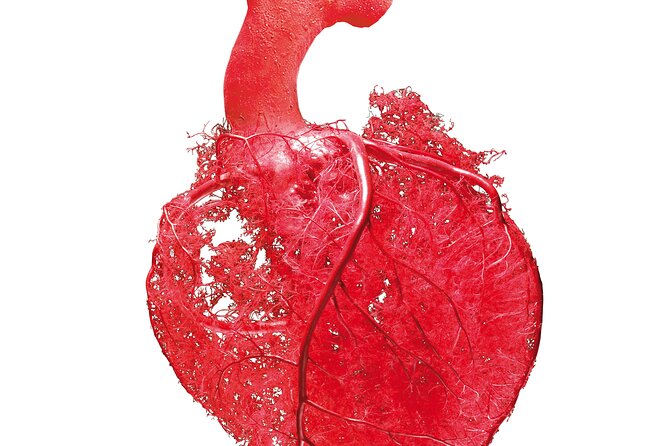 Ticket Expo Body Worlds in Bruges, Belgium - Practical Information