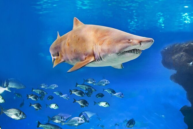 Ticket Palma Aquarium - Visitor Feedback and Ratings