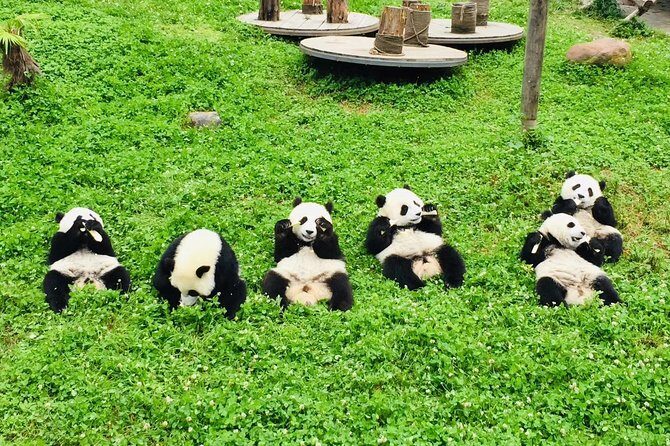 Ticket reservation for Chengdu Giant Panda Breeding Base - Introduction