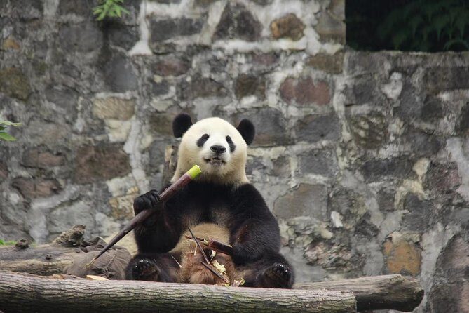 Ticket reservation for Chengdu Giant Panda Breeding Base - Why This Tour Works for Different Travelers