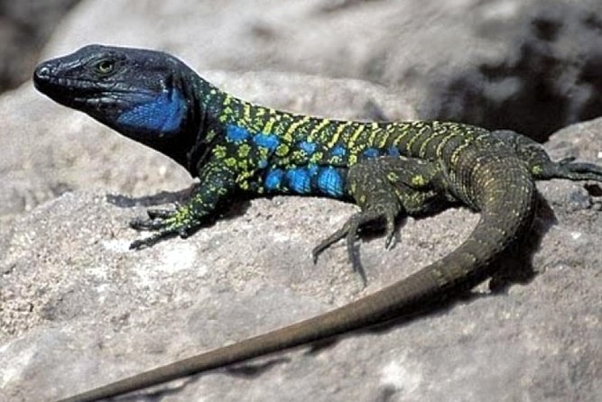 Ticket to Parque del Drago in Tenerife - Final Thoughts: Is This Experience Worth It?