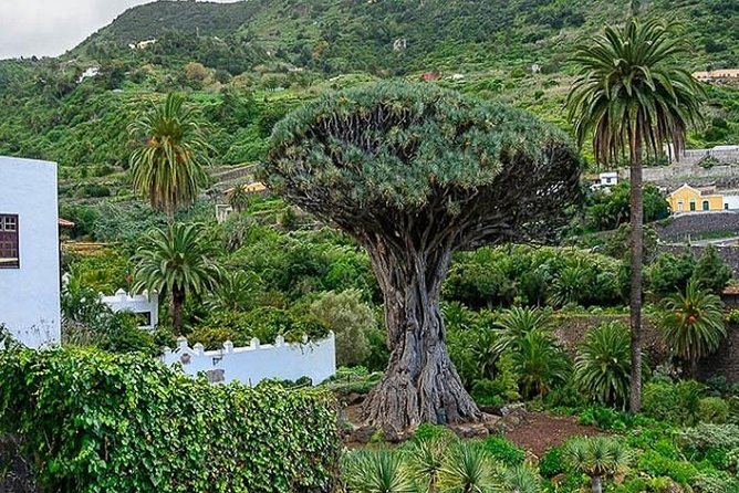 Ticket to Parque del Drago in Tenerife - FAQ