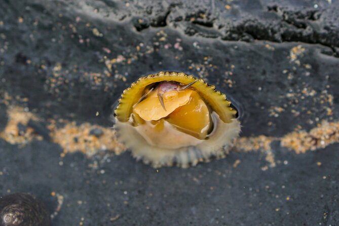 Tide Pool Safari in Monte Clérigo Beach - Who Should Consider This Experience?