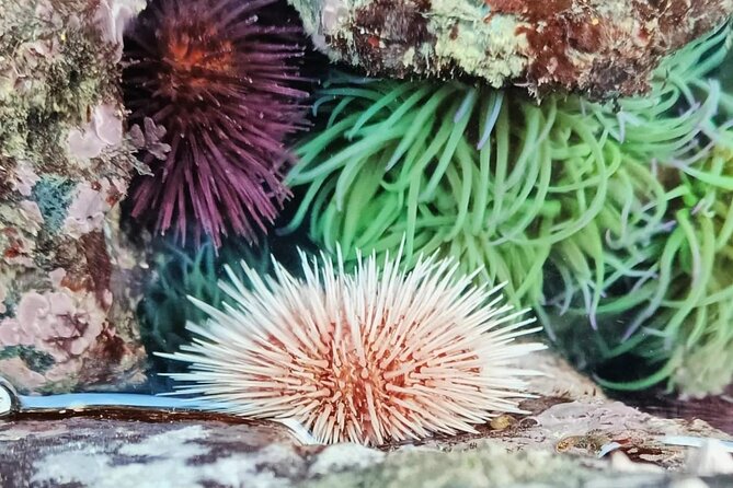 Tide Pool Safari in Monte Clérigo Beach - The Sum Up: Why It’s Worth Your Time