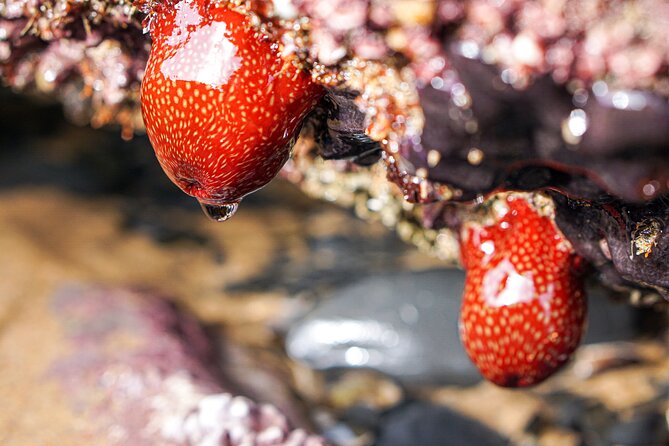 Tide Pool Safari in Monte Clérigo Beach - FAQs about the Tide Pool Safari