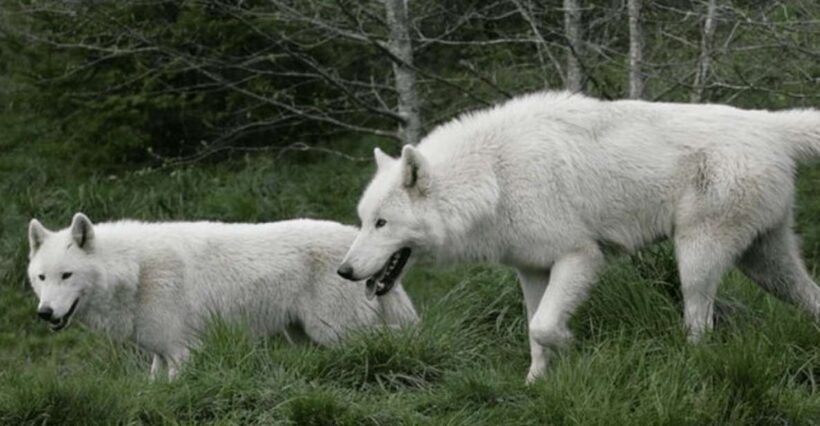 Tidewater: White Wolf Sanctuary Tour and Presentation - An Introduction to the White Wolf Sanctuary Tour