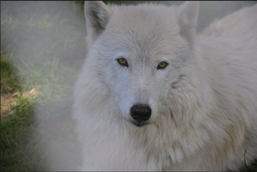 Tidewater: White Wolf Sanctuary Tour and Presentation - Evaluating the Cost and Value