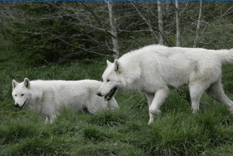Tidewater: White Wolf Sanctuary Tour and Presentation - The Experience Itself: What You’ll See and Learn