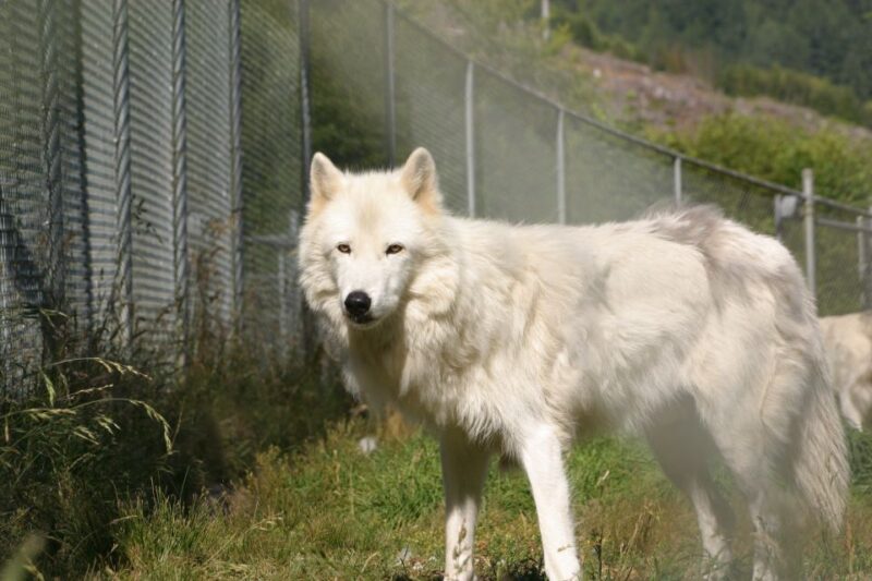 Tidewater: White Wolf Sanctuary Tour and Presentation - How the Tour Is Structured