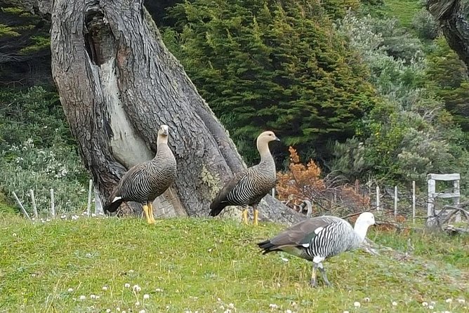 Tierra Del Fuego National Park Tour - Highlights of the Tour