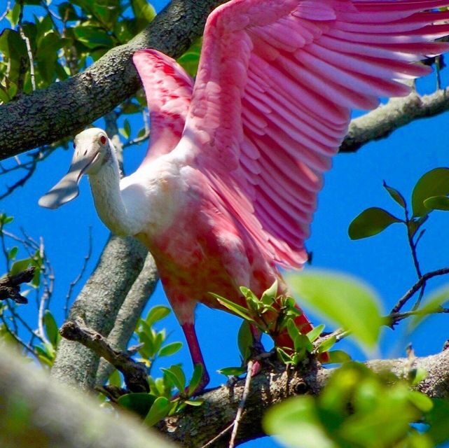 Tierra Verde FL: Coastal Kayaking Tour in Shell Key - FAQ