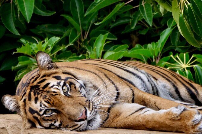 Tiger Experience at Melbourne Zoo - excl. entry - What the Tour Includes and What It Doesn’t