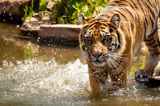 Tiger Experience at Melbourne Zoo - excl. entry - The Itinerary: What You Can Expect