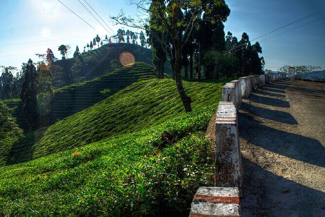 Tiger Hill Darjeeling Nature Walk (3 Hours Guided Trekking Experience) - Discovering the Tiger Hill Darjeeling Nature Walk: A Practical Guide